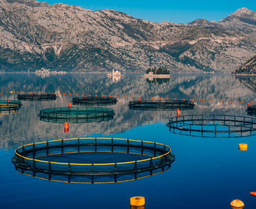 Industry listing – Jaya Nets