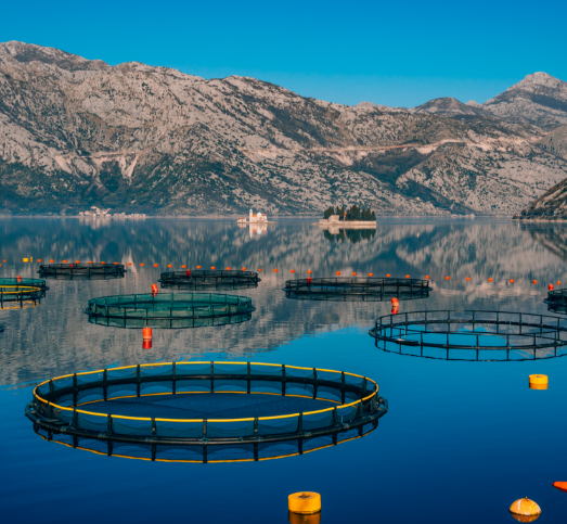 Aquaculture – Fish Cage Net – Jaya Nets